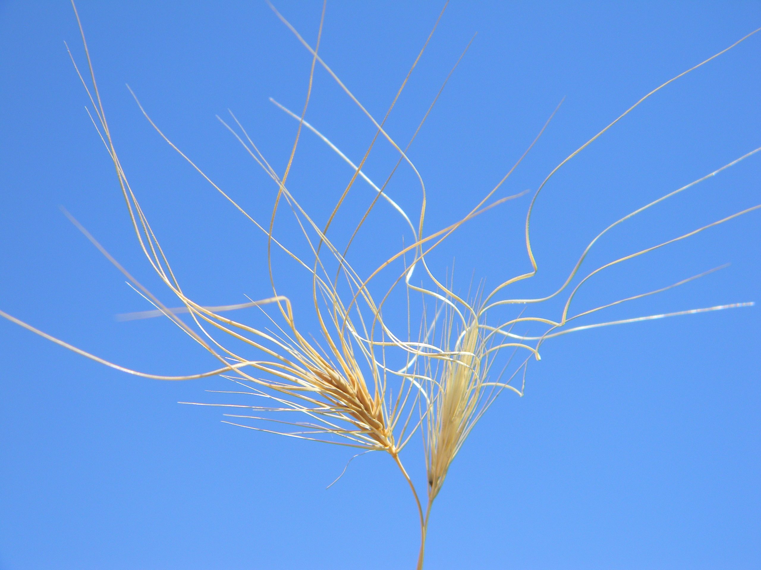 Medusahead – Utah Weed Control Association