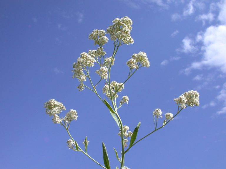 Noxious Weeds – Utah Weed Control Association