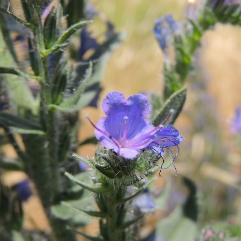 Noxious Weeds – Utah Weed Control Association