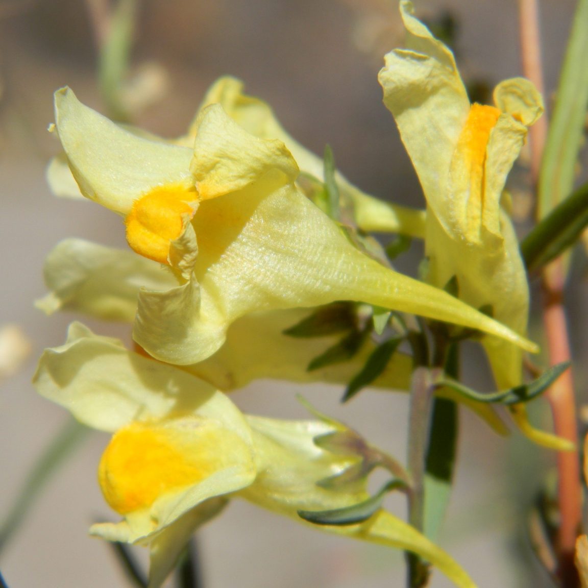 Utah Weed Control Association – Improving weed control in Utah