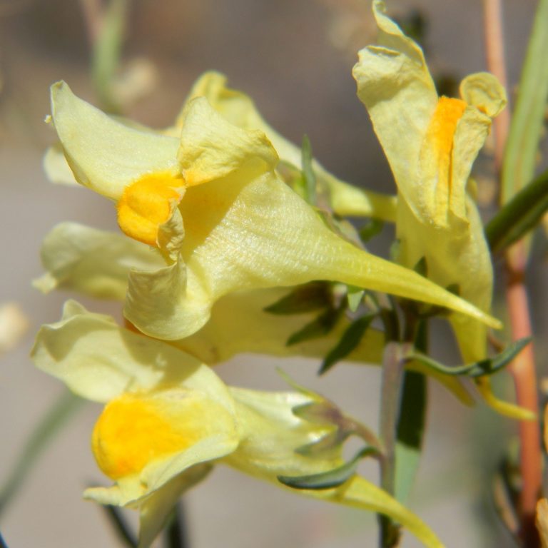 Noxious Weeds – Utah Weed Control Association