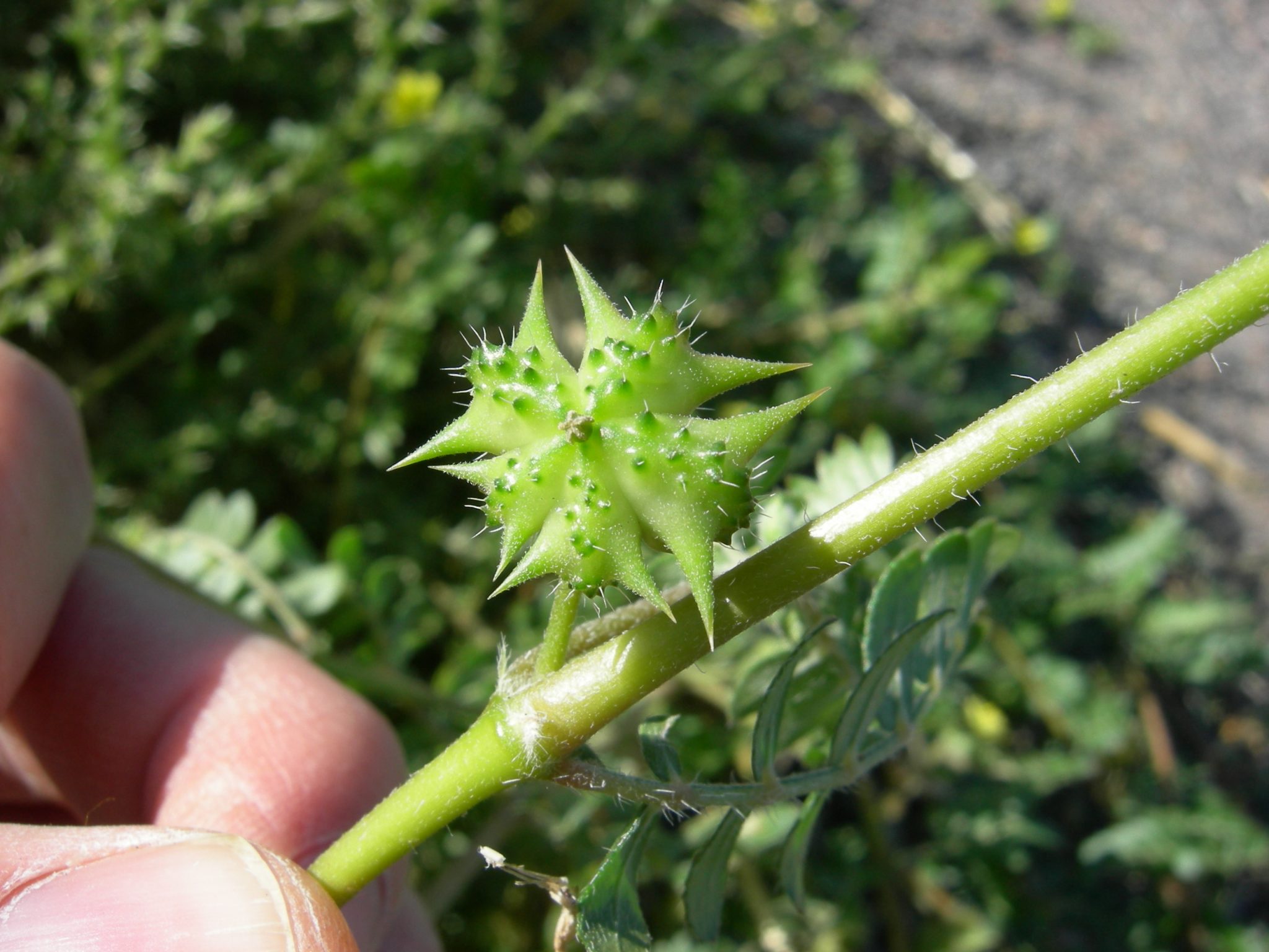 Noxious Weeds – Utah Weed Control Association