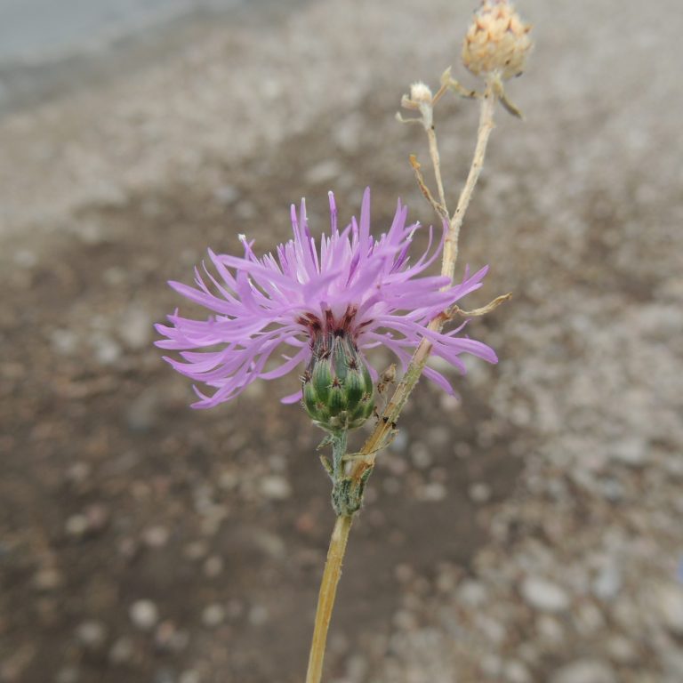 Noxious Weeds – Utah Weed Control Association